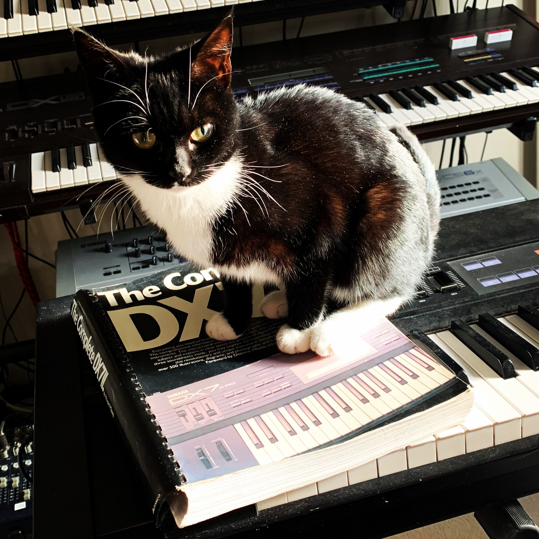 Review: Cherry Audio Octave Cat Synthesizer - gearnews.com