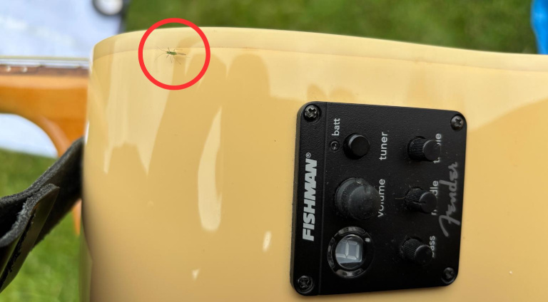 Tops and Flops: Gig Stories, No Reverb & Insect Interference